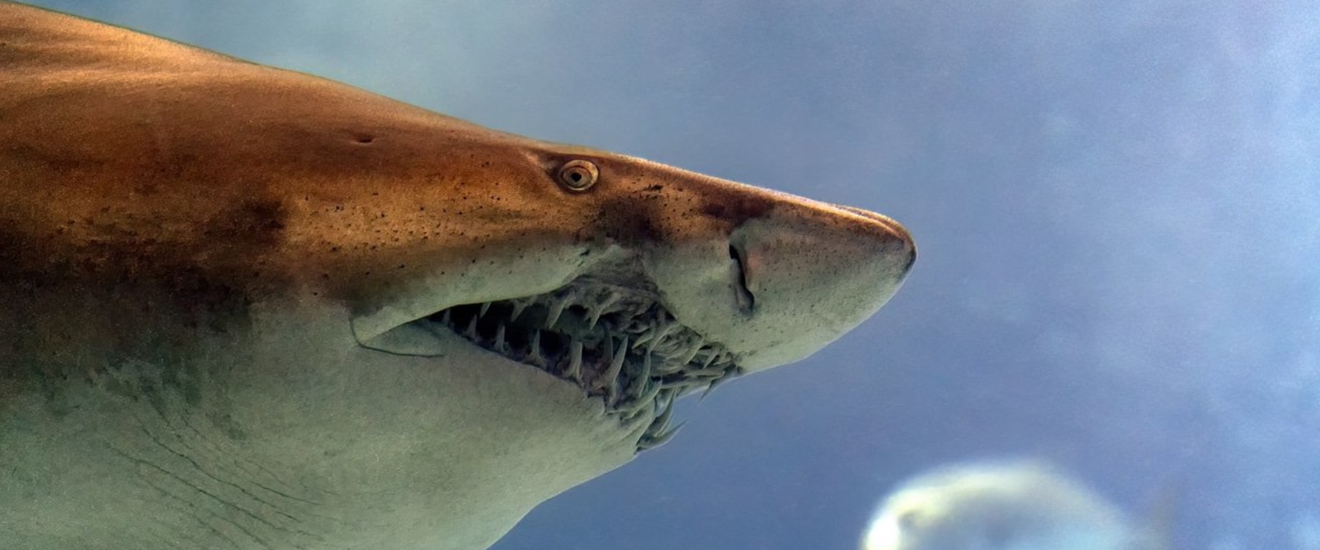 Exploring the Sharks of Panama City Beach: An Expert's Guide